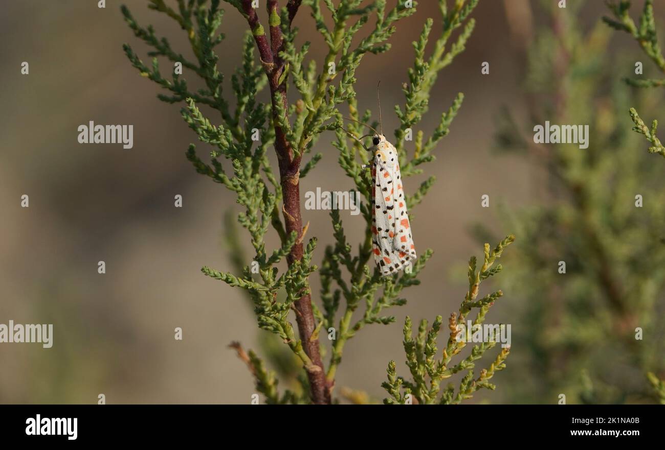Crimson-speckled flunkey, moth Utetheisa pulchella. Andalusia, Spain ...