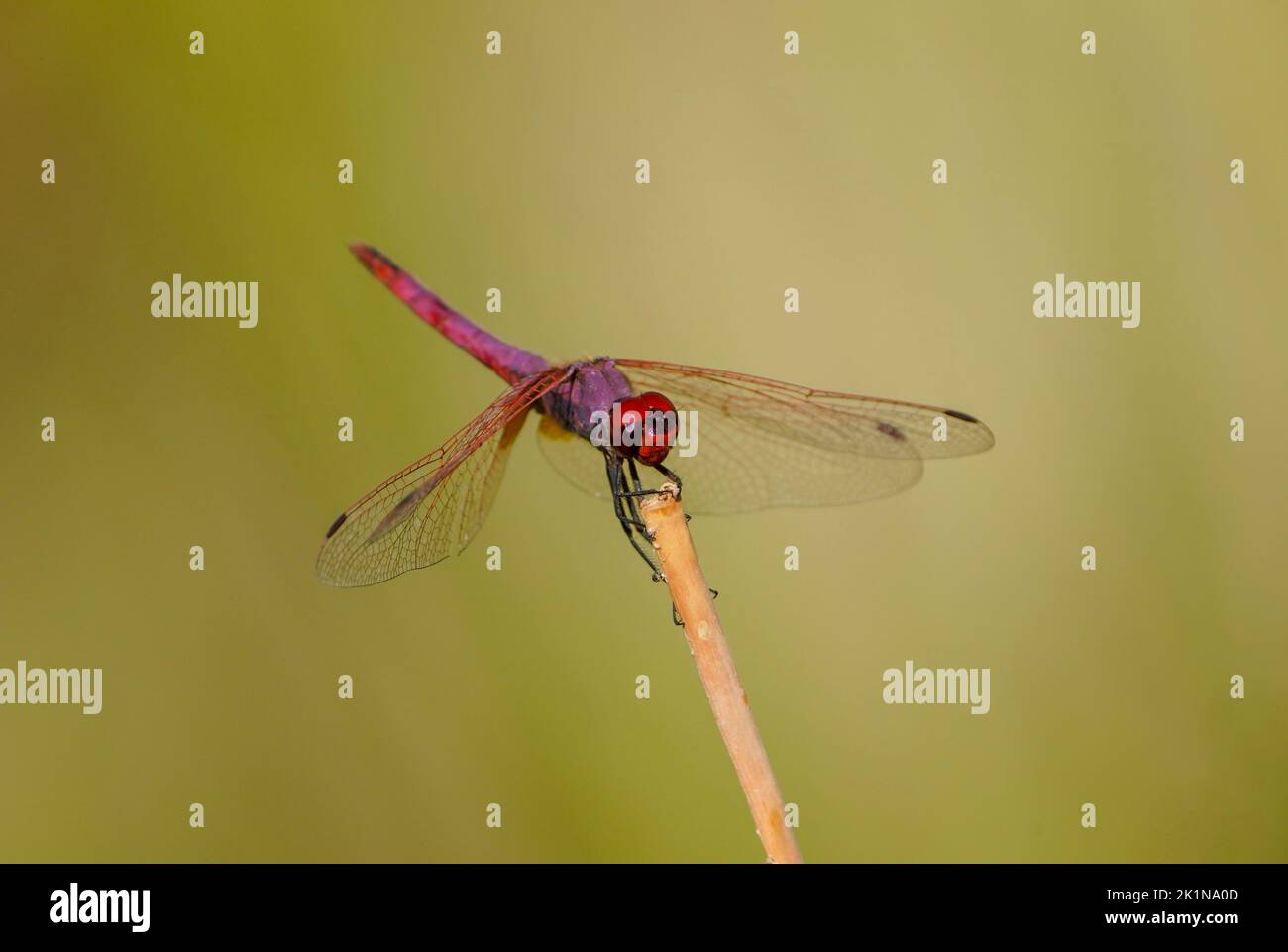 Violet dropwing (Trithemis annulata), Male, dragonfly resting, near water pond. Andalusia, spain ...