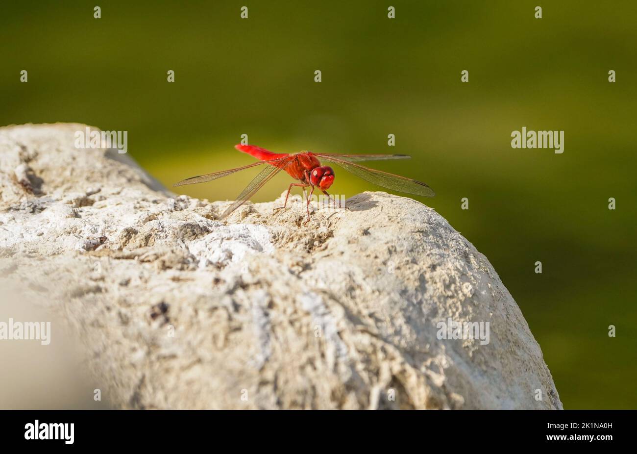 Male trithemis annulata hi-res stock photography and images - Alamy