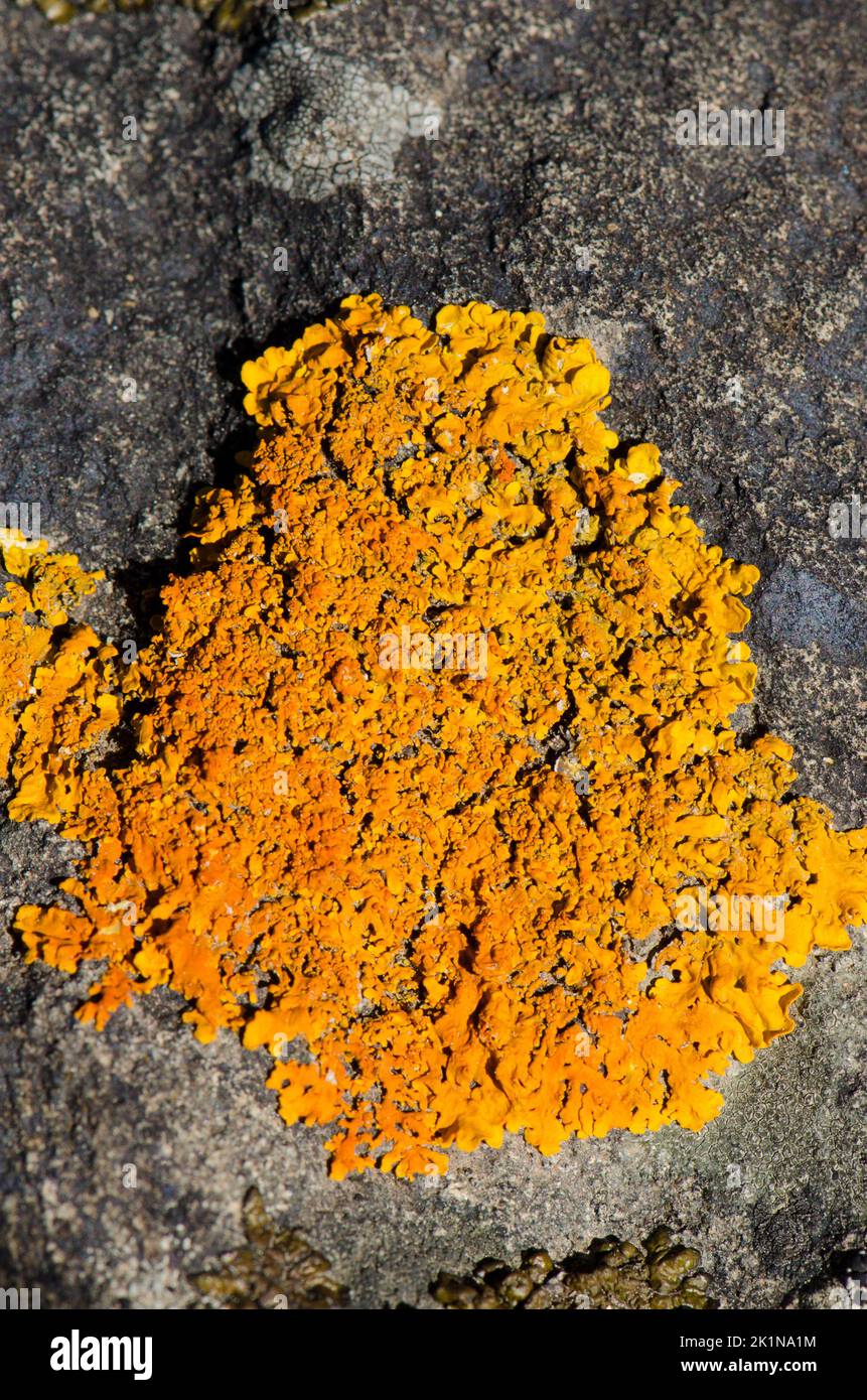 Common orange lichen Xanthoria parietina. Integral Natural Reserve of ...
