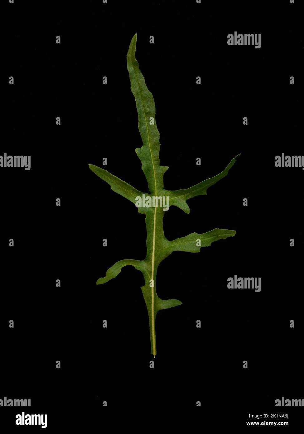 Close up of a botanic view of green Aregula or rocket leaf seen against ...