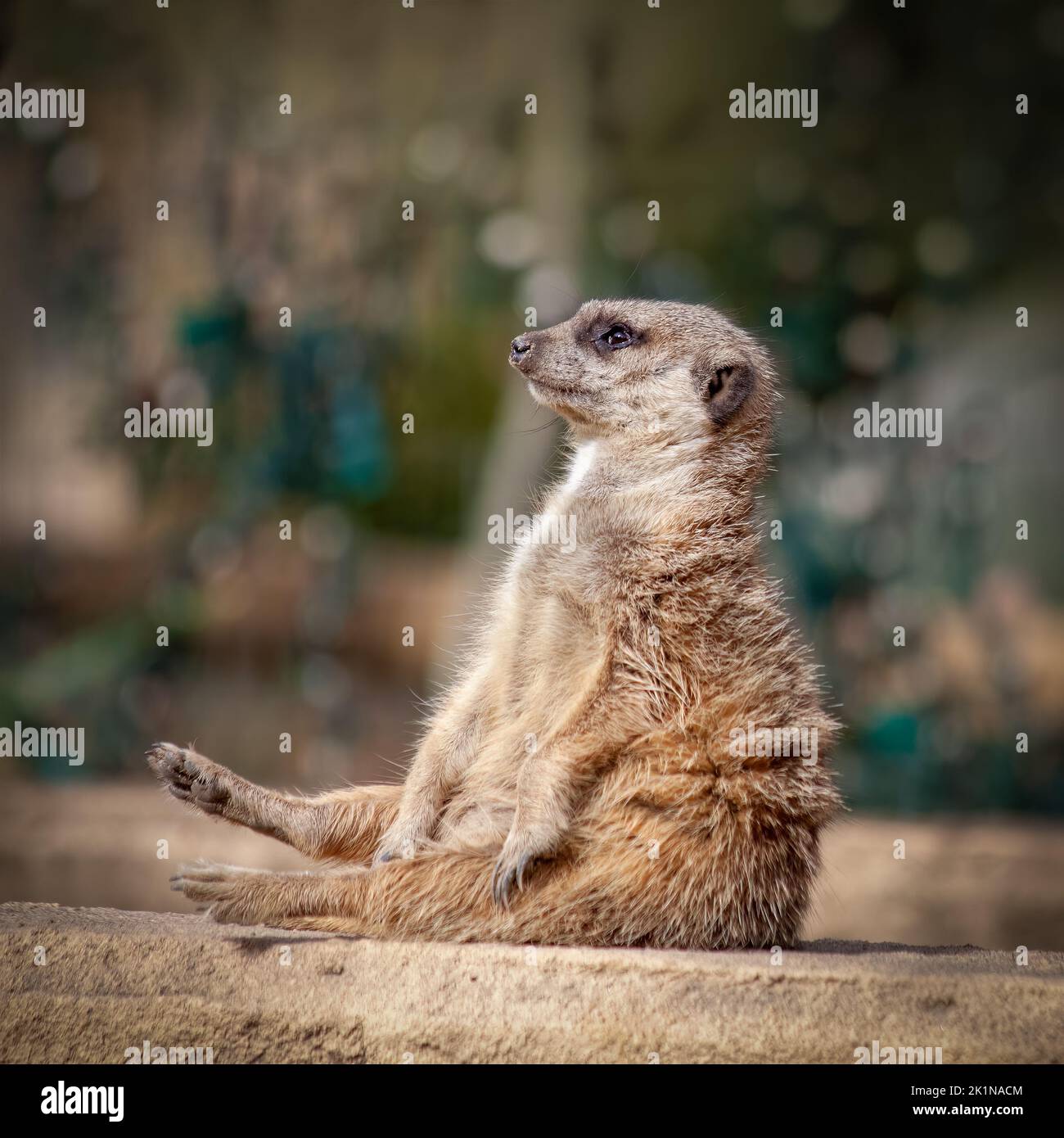 One meerkat sitting on their butt watching and waiting Stock Photo - Alamy