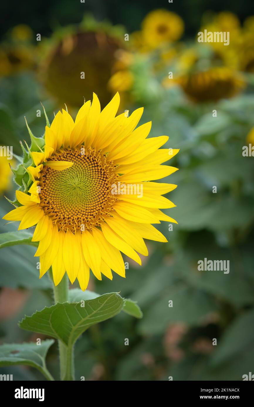 One sunflower and backdrop Stock Photo - Alamy