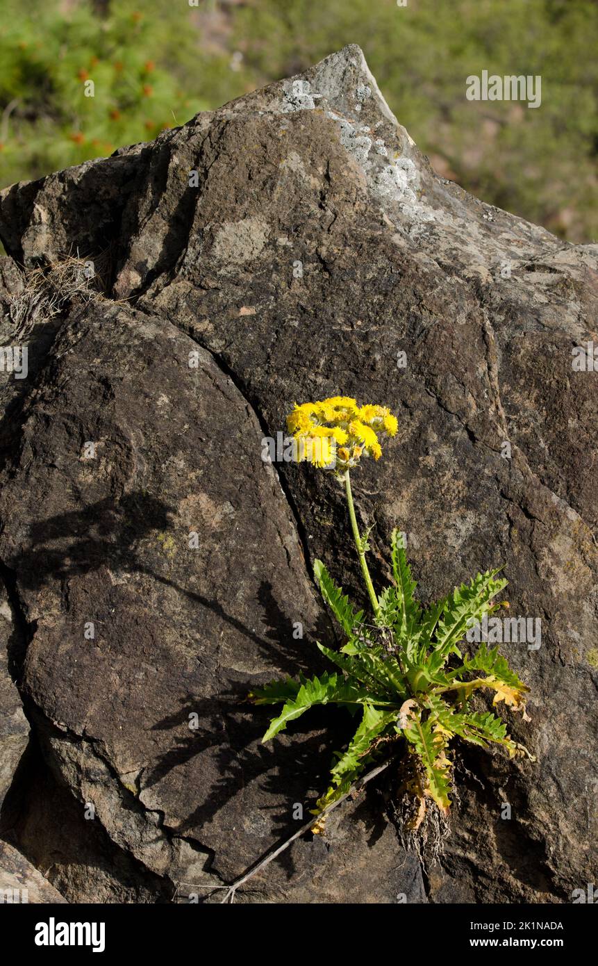 Plant Sonchus acaulis in flower. Integral Natural Reserve of Inagua ...