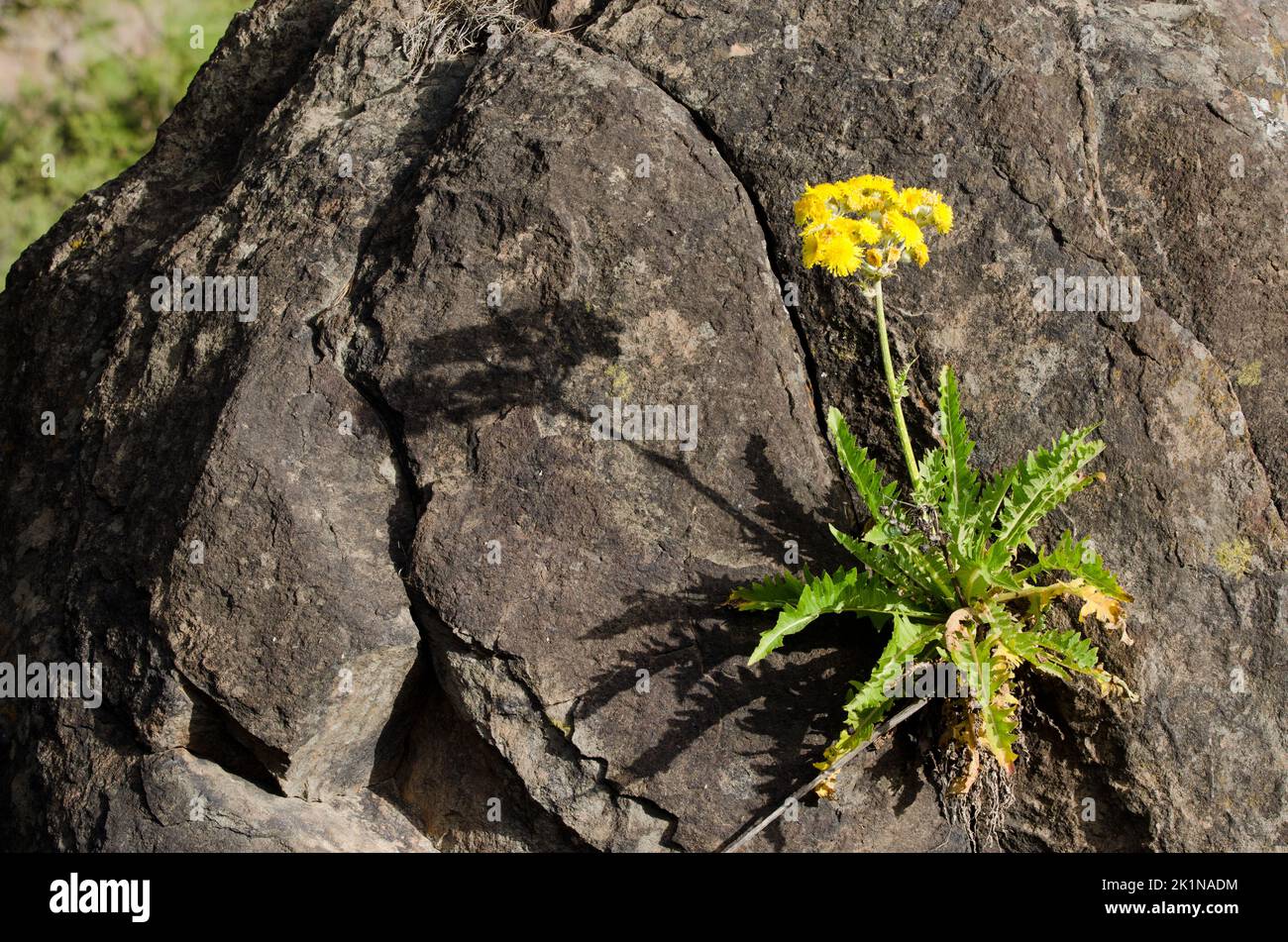 Plant Sonchus acaulis in flower. Integral Natural Reserve of Inagua ...