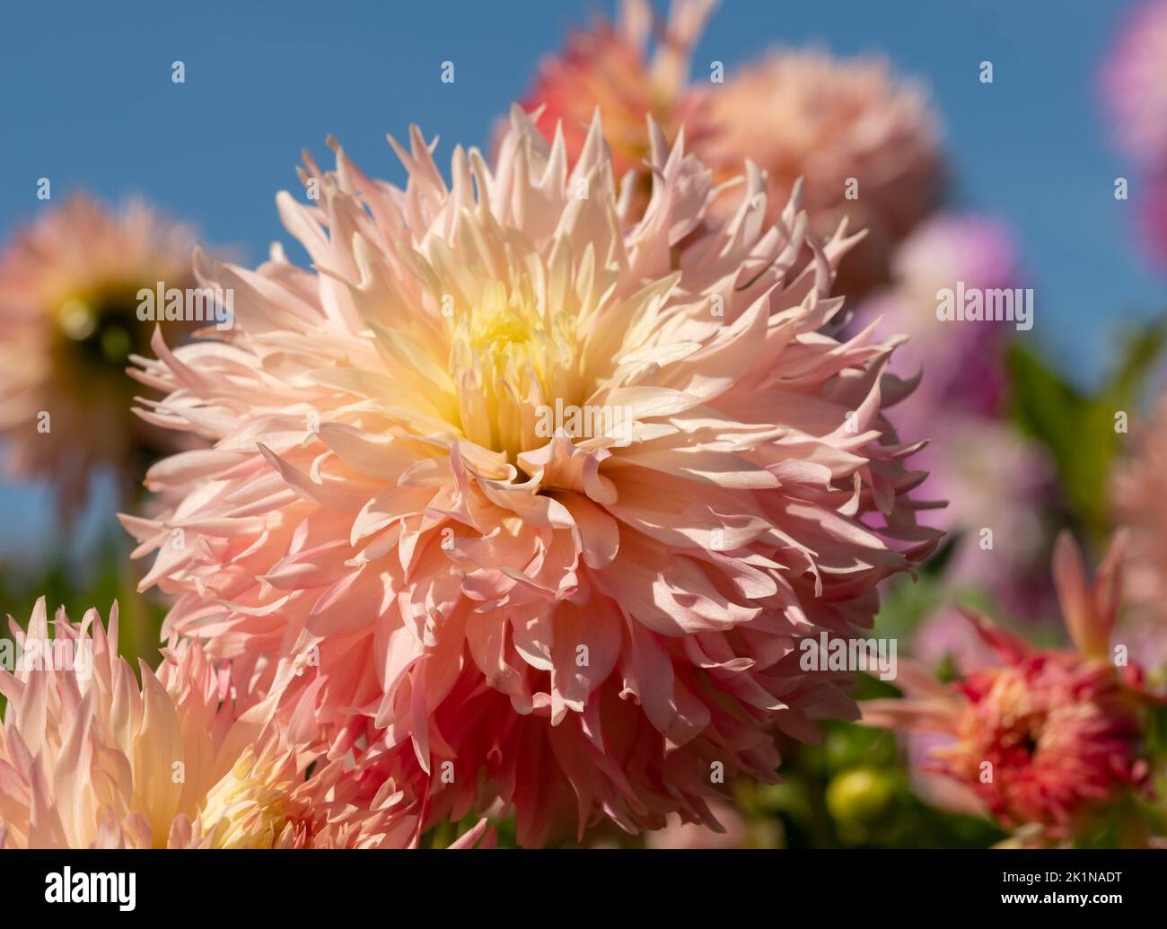 Stunning dark pink dahlia flowers by the name Hapet Champagne ...