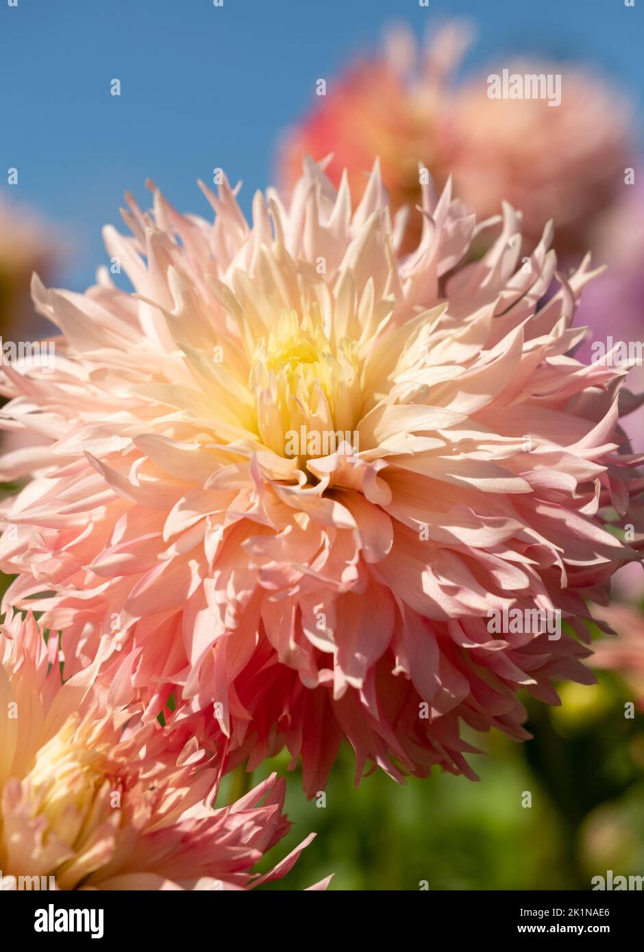 Stunning dark pink dahlia flowers by the name Hapet Champagne ...