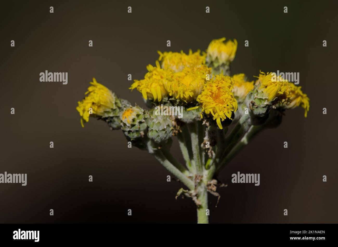 Plant Sonchus acaulis with wilted flowers. Integral Natural Reserve of ...