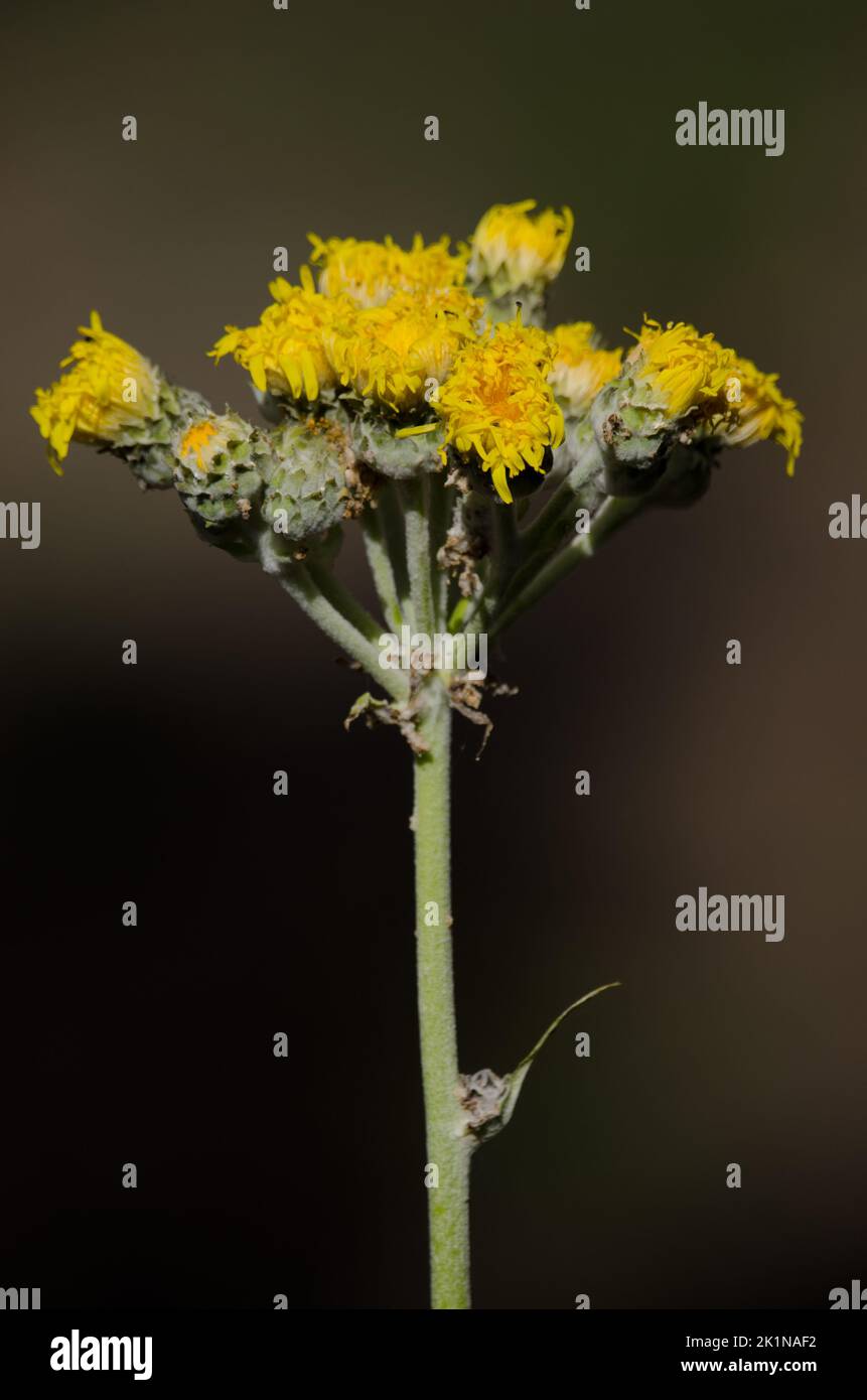 Plant Sonchus acaulis with wilted flowers. Integral Natural Reserve of ...