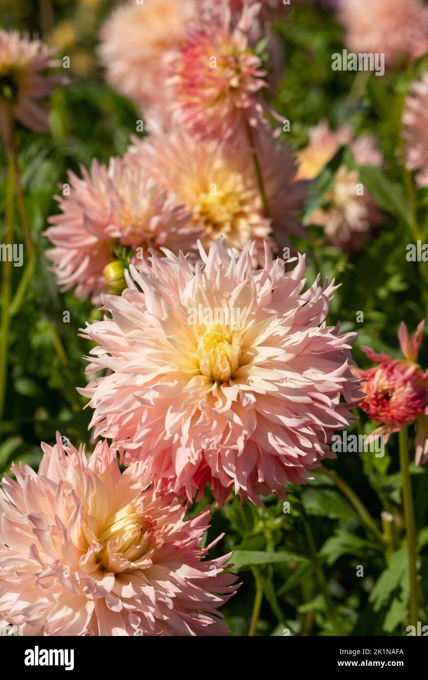 Stunning dark pink dahlia flowers by the name Hapet Champagne ...