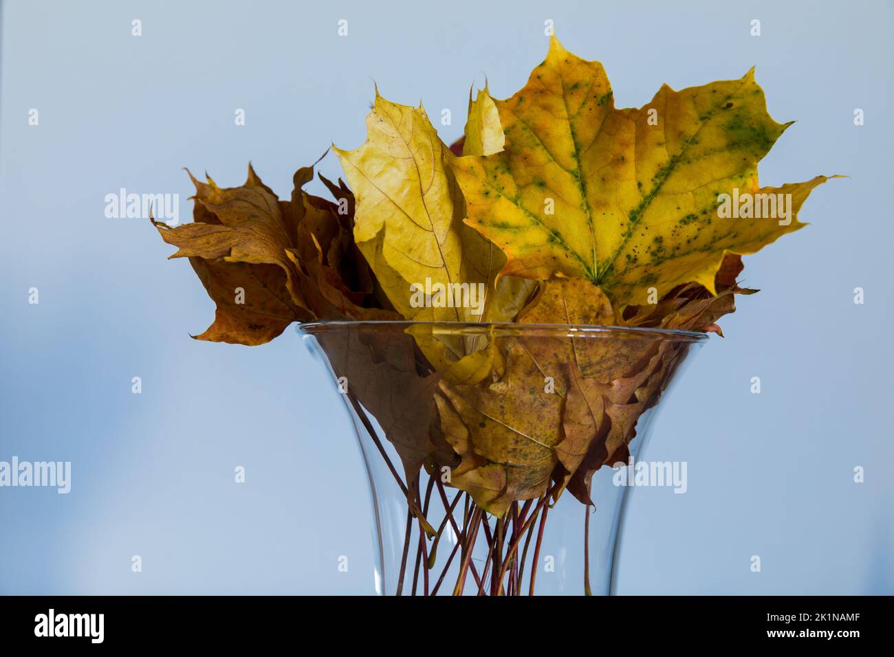 Dried leaves border hi-res stock photography and images - Alamy