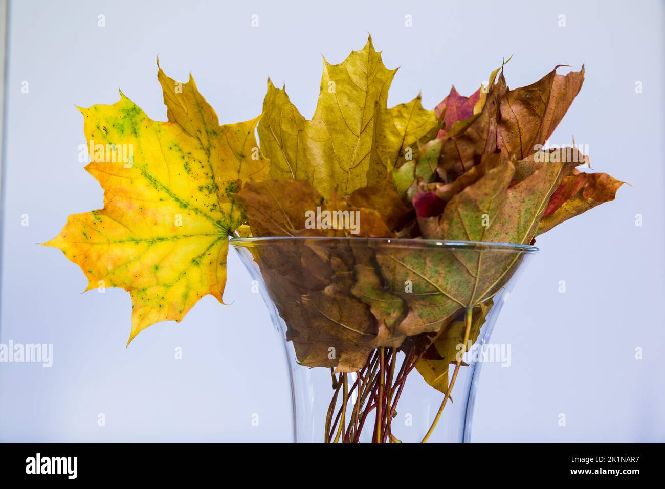 A bunch of colorful, dried autumn leaves Stock Photo - Alamy
