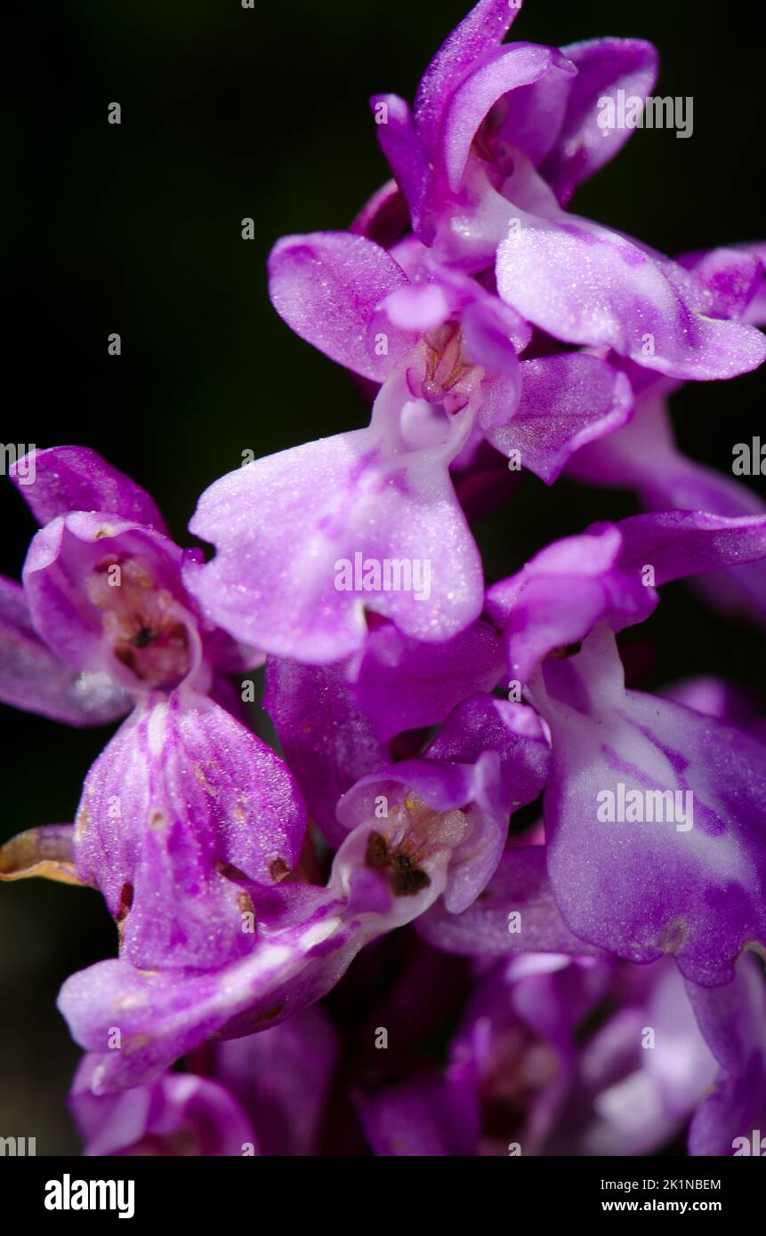 Flowers of the orchid Orchis canariensis. Tamadaba Natural Park. Gran ...
