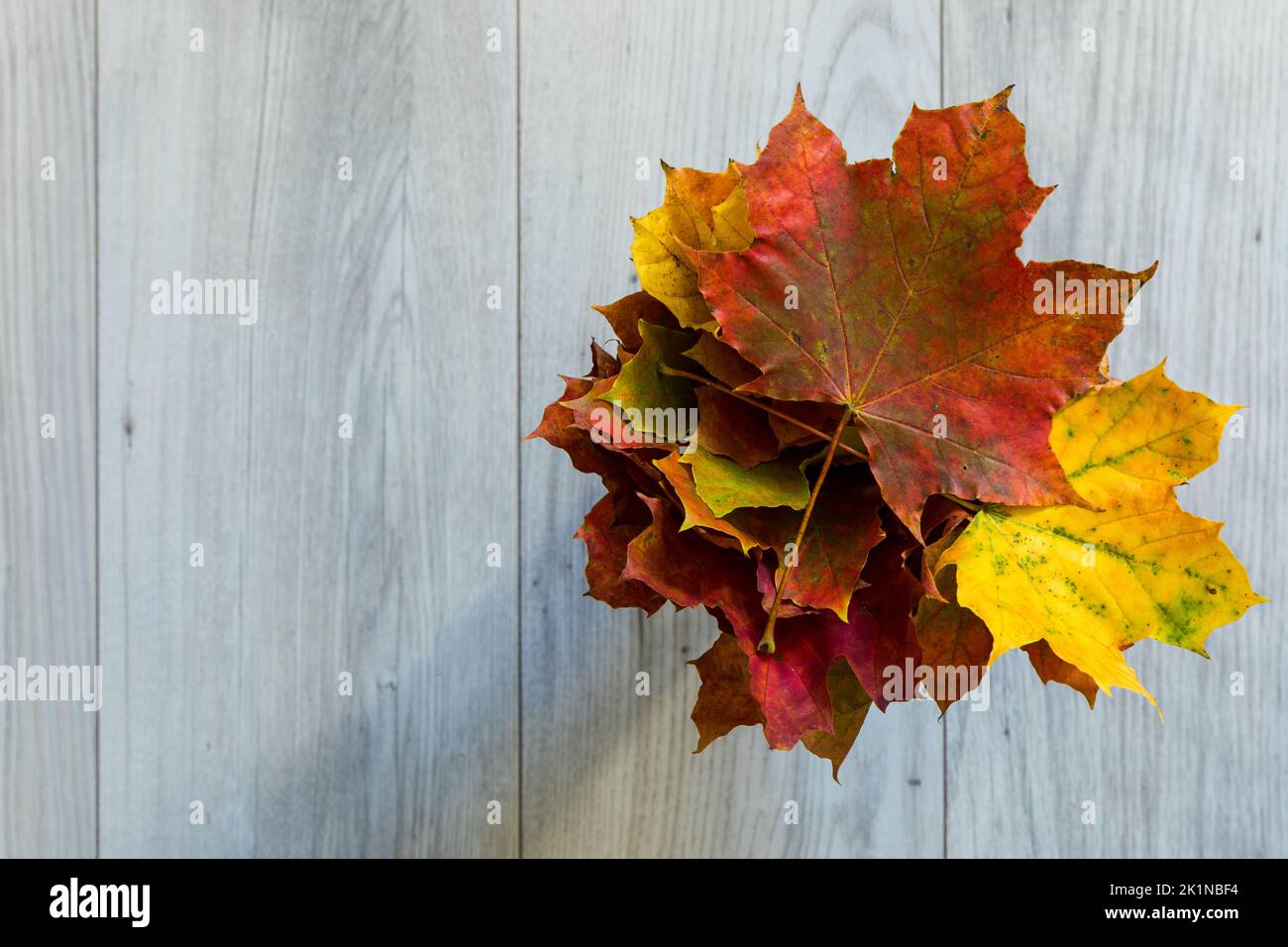 Dried leaves border hi-res stock photography and images - Alamy