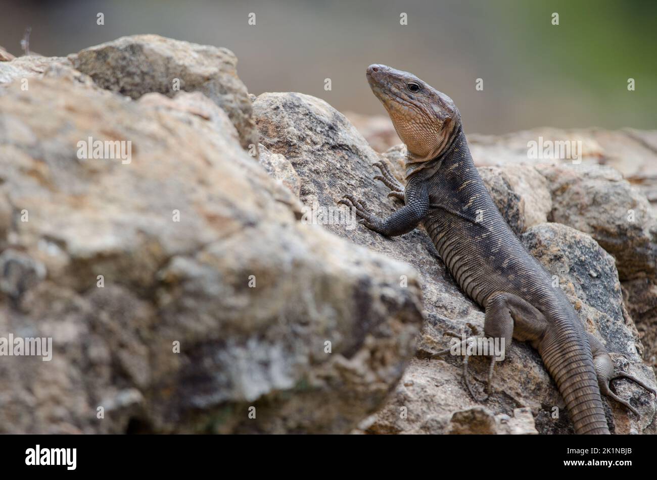 Gran Canaria giant lizard Gallotia stehlini. Male. Integral Natural ...