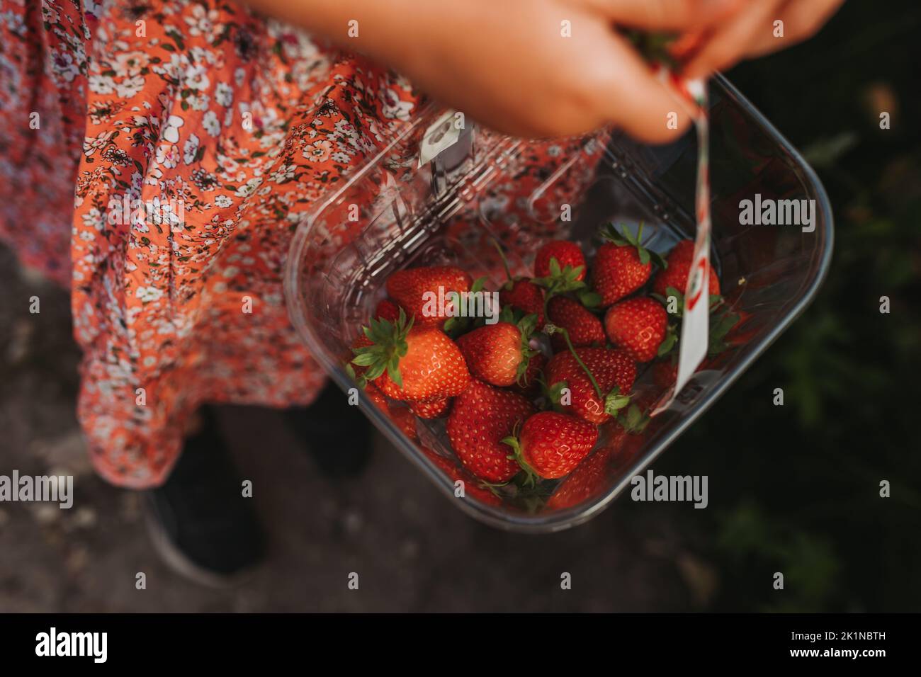 Children pick summer fruits Stock Photo - Alamy