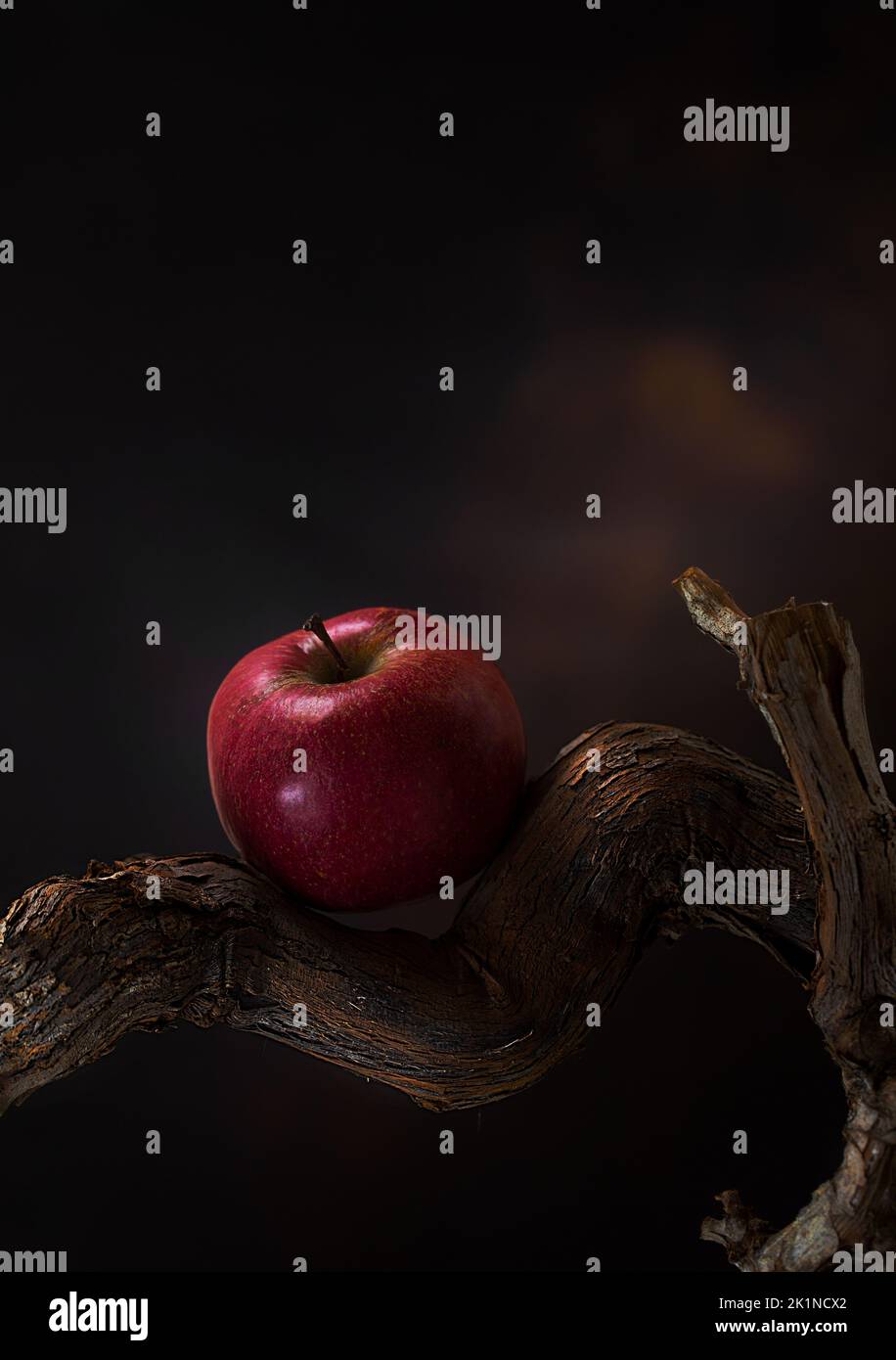Red apple on a tree branch. Still life in low key Stock Photo - Alamy