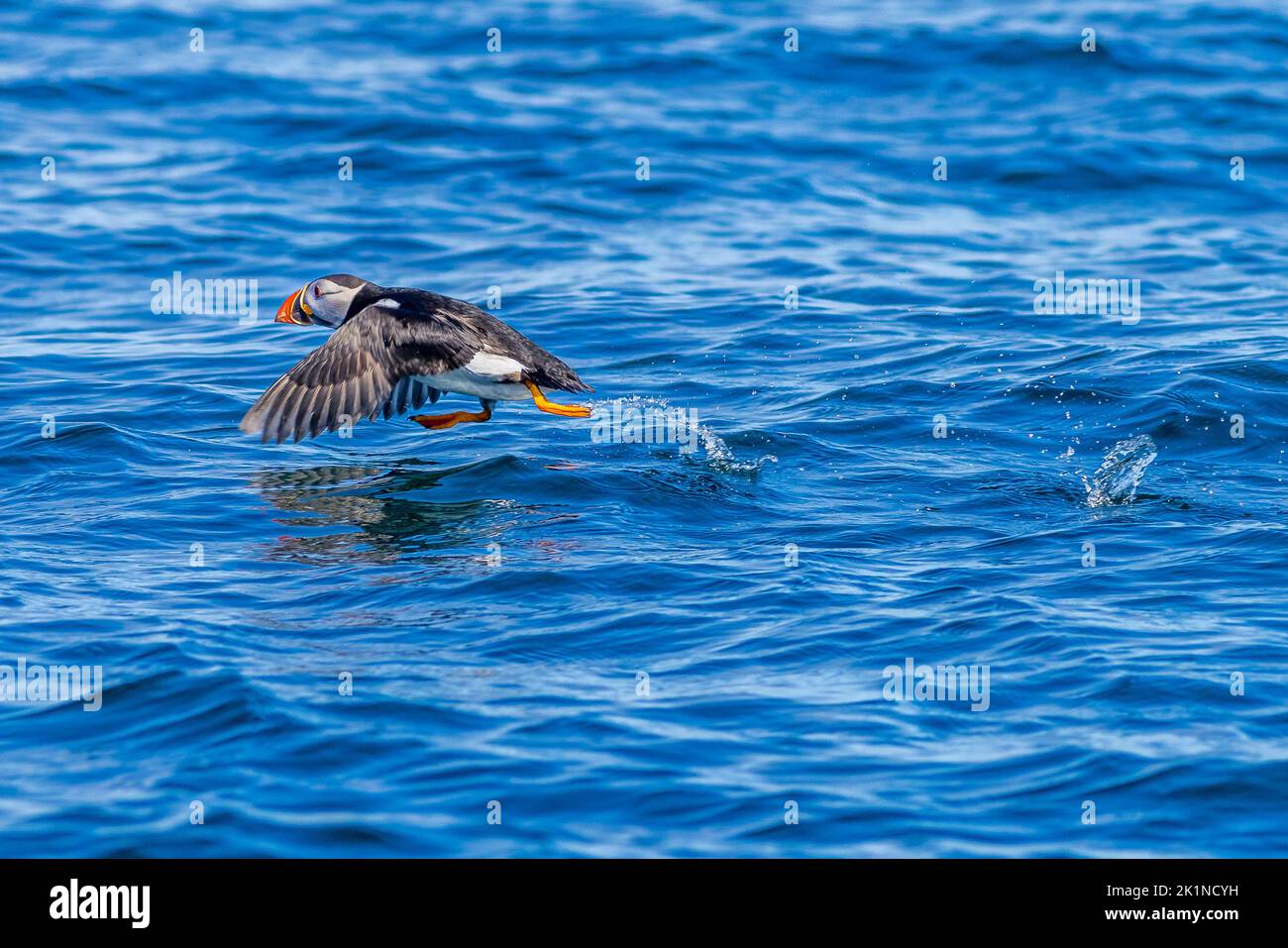 Puffin running hi-res stock photography and images - Alamy