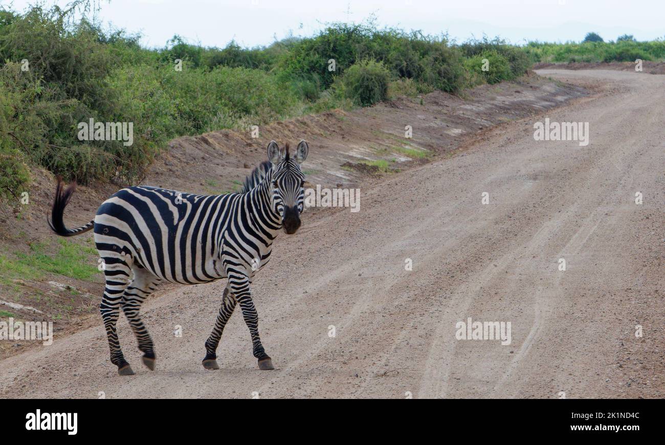 Zebra crossing a road in african savanna Stock Photo - Alamy