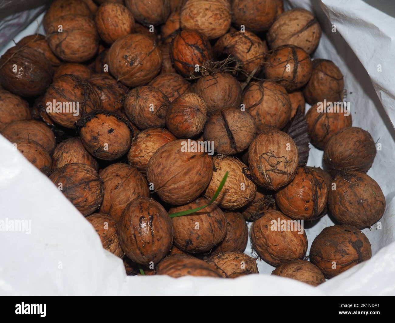 Walnut tree in container hi-res stock photography and images - Alamy