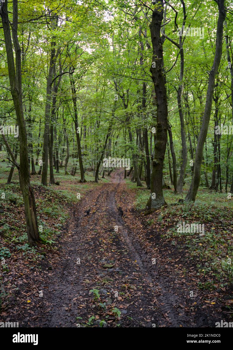 POV: You get lost in a forest Stock Photo - Alamy