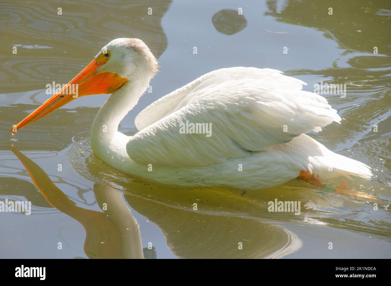 The pelicans are a family and genus of waterfowl and namesake of the ...