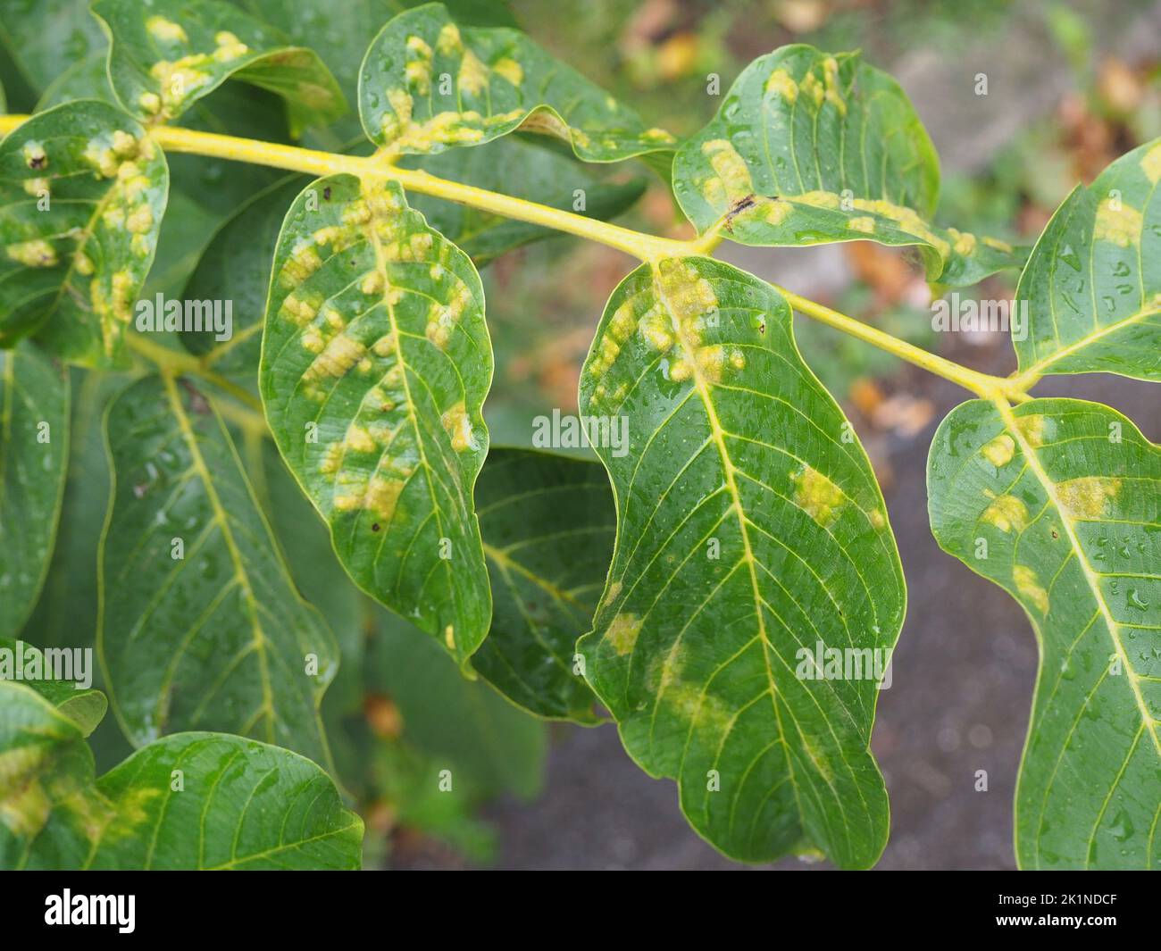 Diseased leaves of a walnut tree, walnut blister mites feeding on the ...