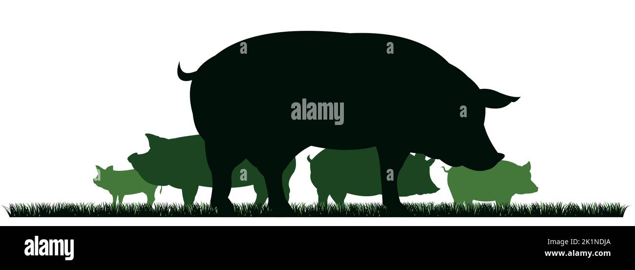 Pigs graze in pasture. Picture silhouette. Farm pets. Animals for meat ...