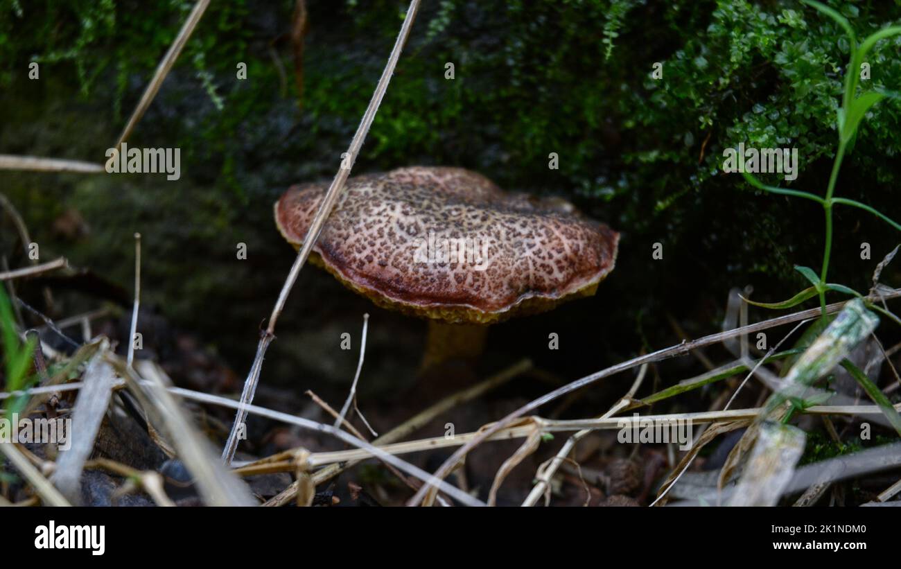 Red cracked bolete hi-res stock photography and images - Alamy