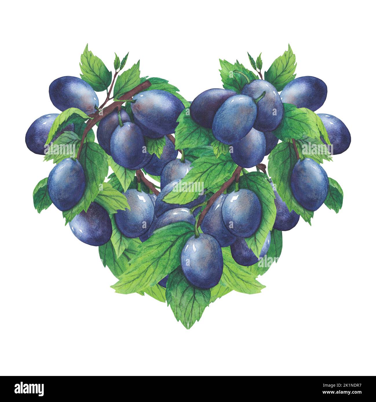 Heart of plums and branches painted in watercolor. Watercolor plum tree ...