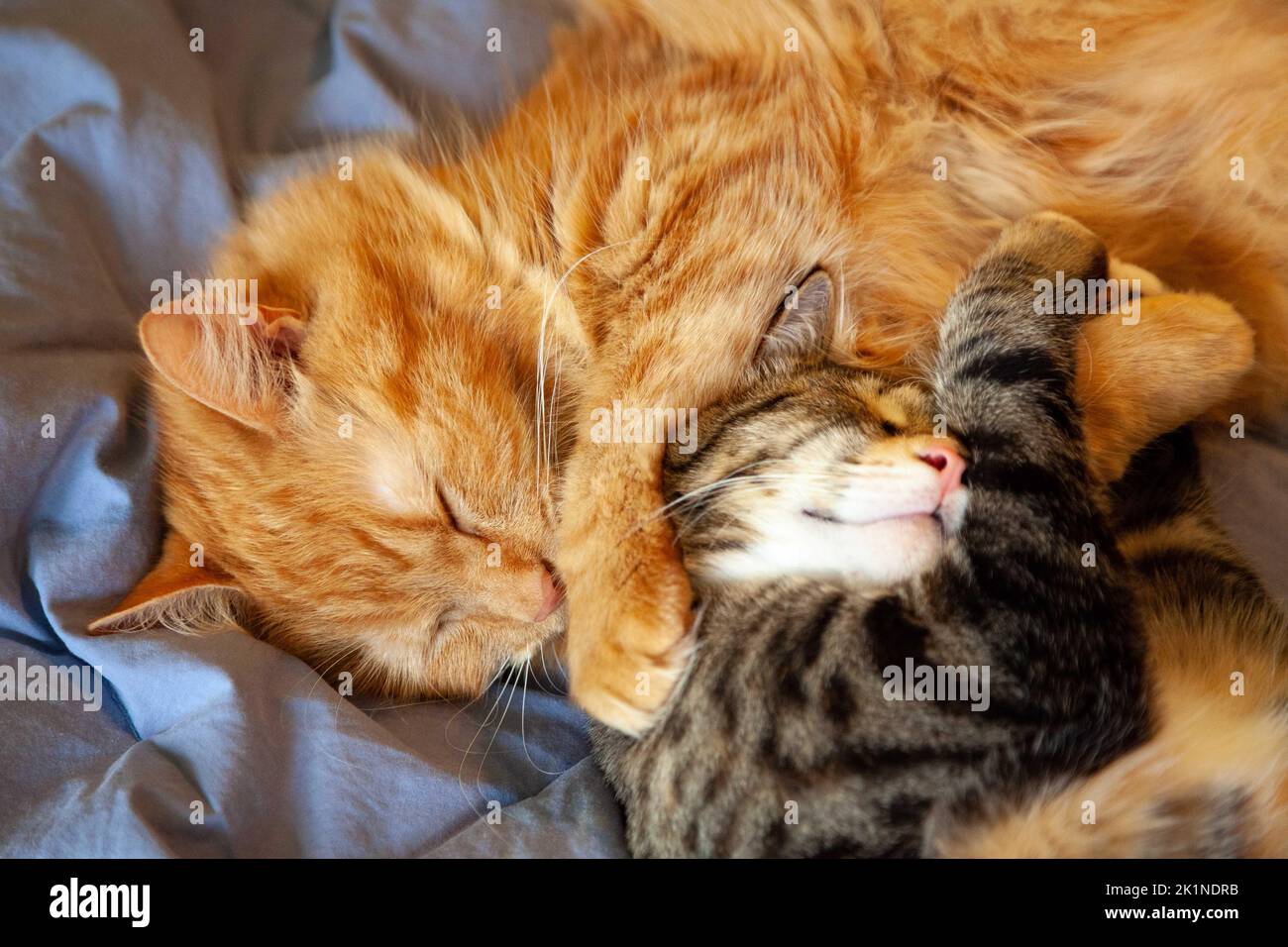 Two cats sleeing snuggled against each other Stock Photo - Alamy