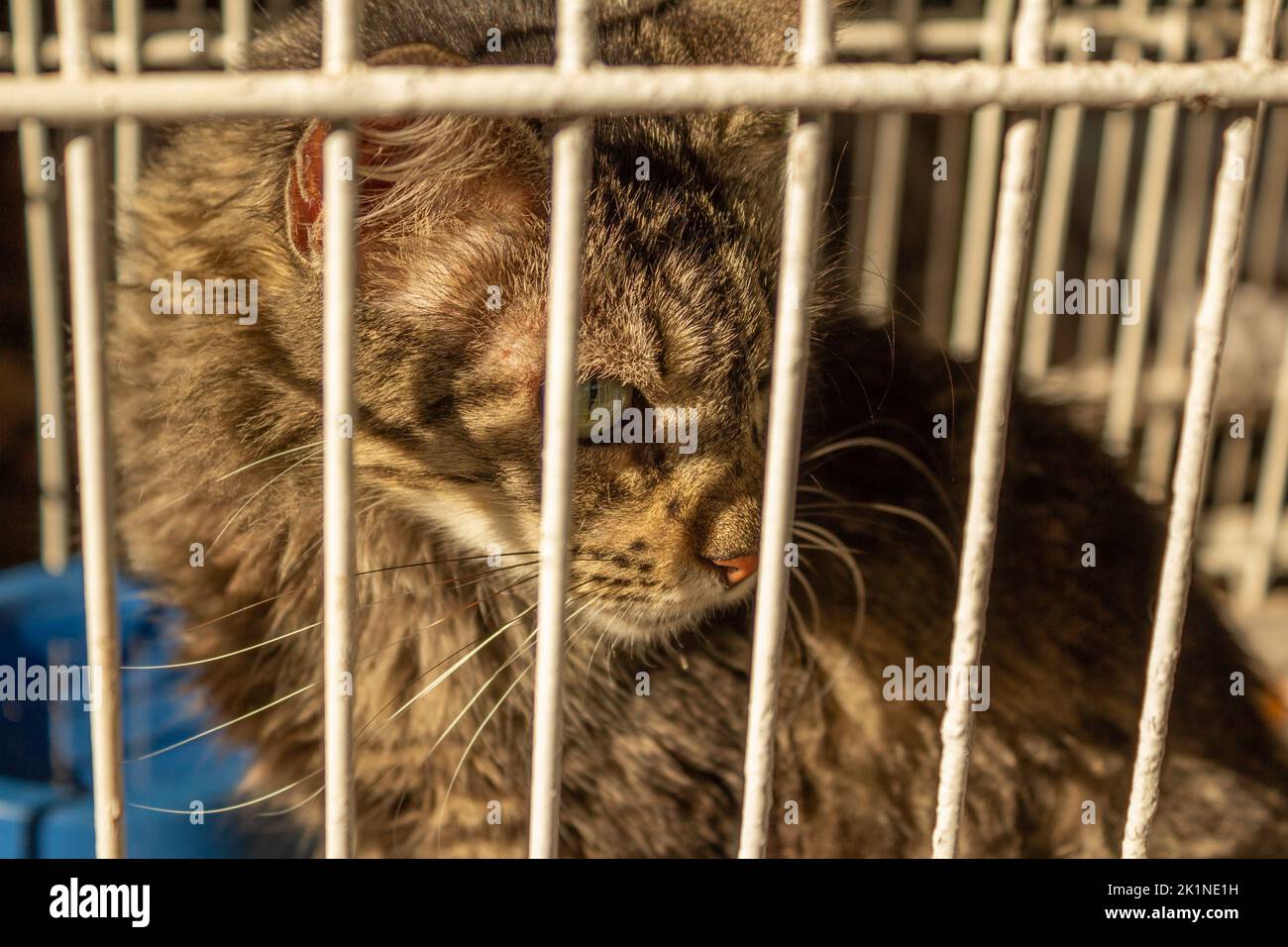 Goiânia, Goias, Brazil – September 17, 2022: A brindle cat inside a ...