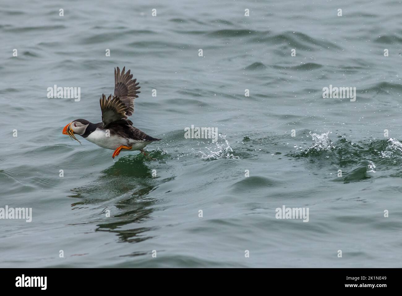 Puffin (Fratercula arctica) running on water Stock Photo - Alamy