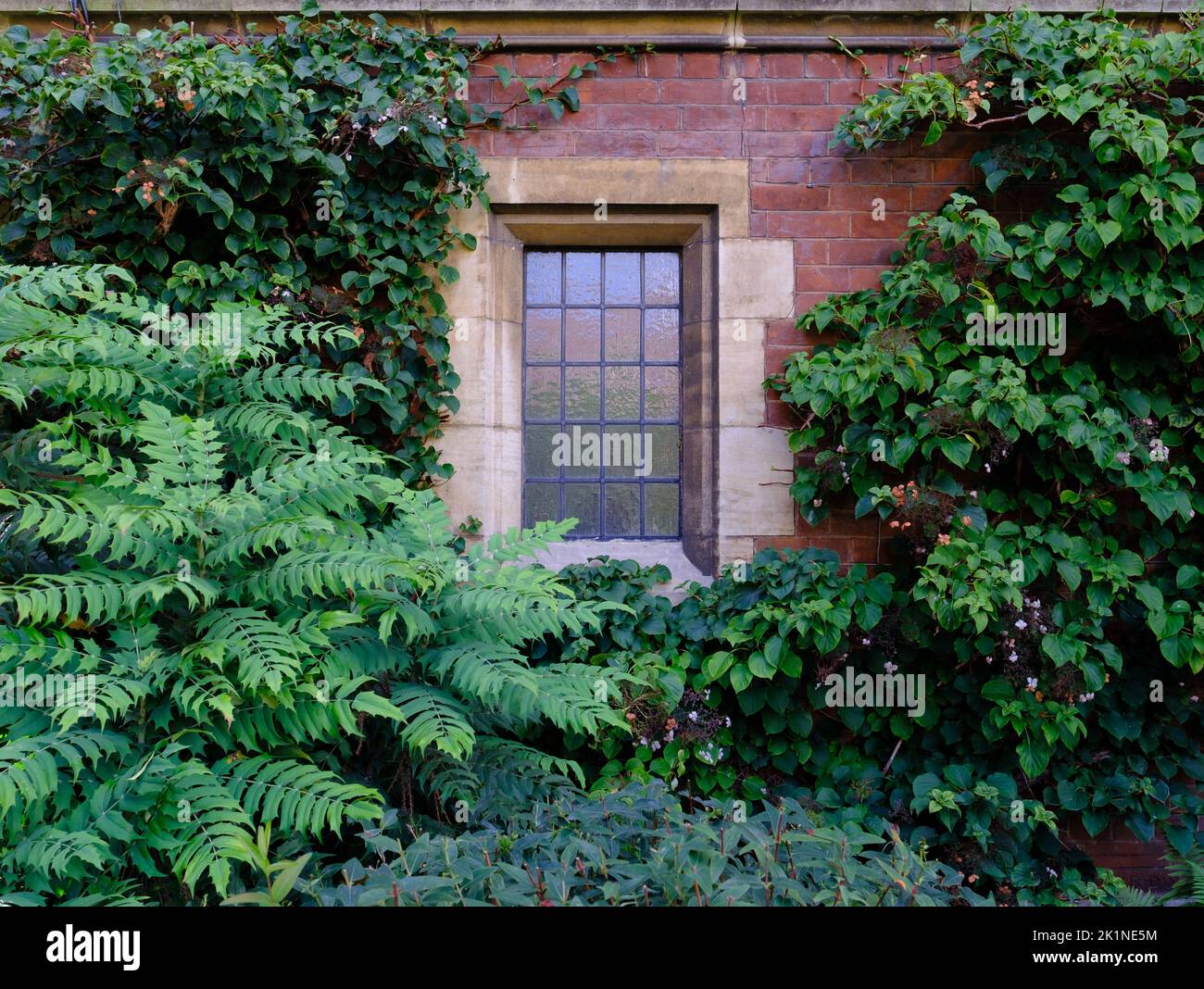 Academia Image Of Leaves Surrounding A Window On The Wall Of ...