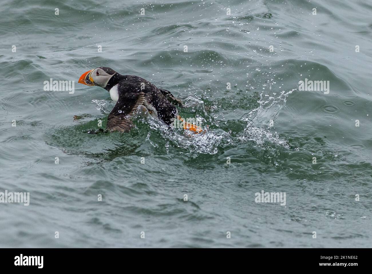 Puffin (Fratercula arctica) running on water Stock Photo - Alamy