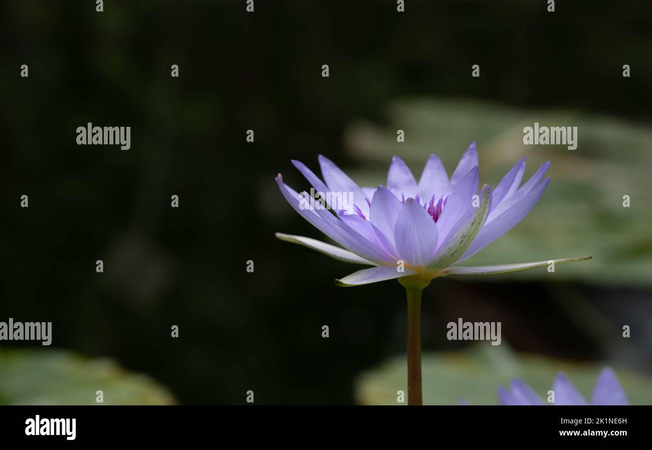 A delicate blue water lily blooms on the pond. The light shines through ...