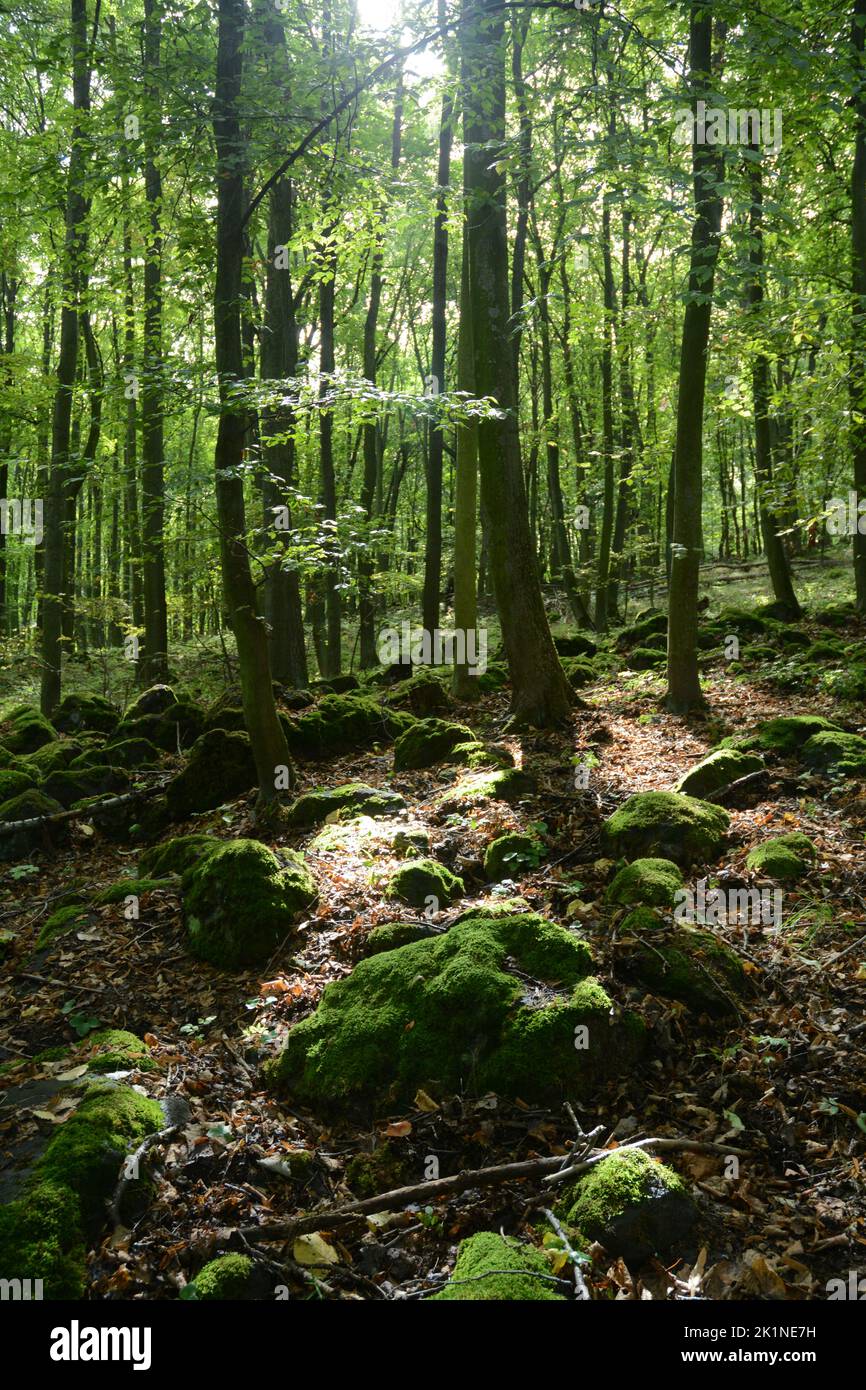 View facing the sunlight in a beautiful moss-covered forest facing ...