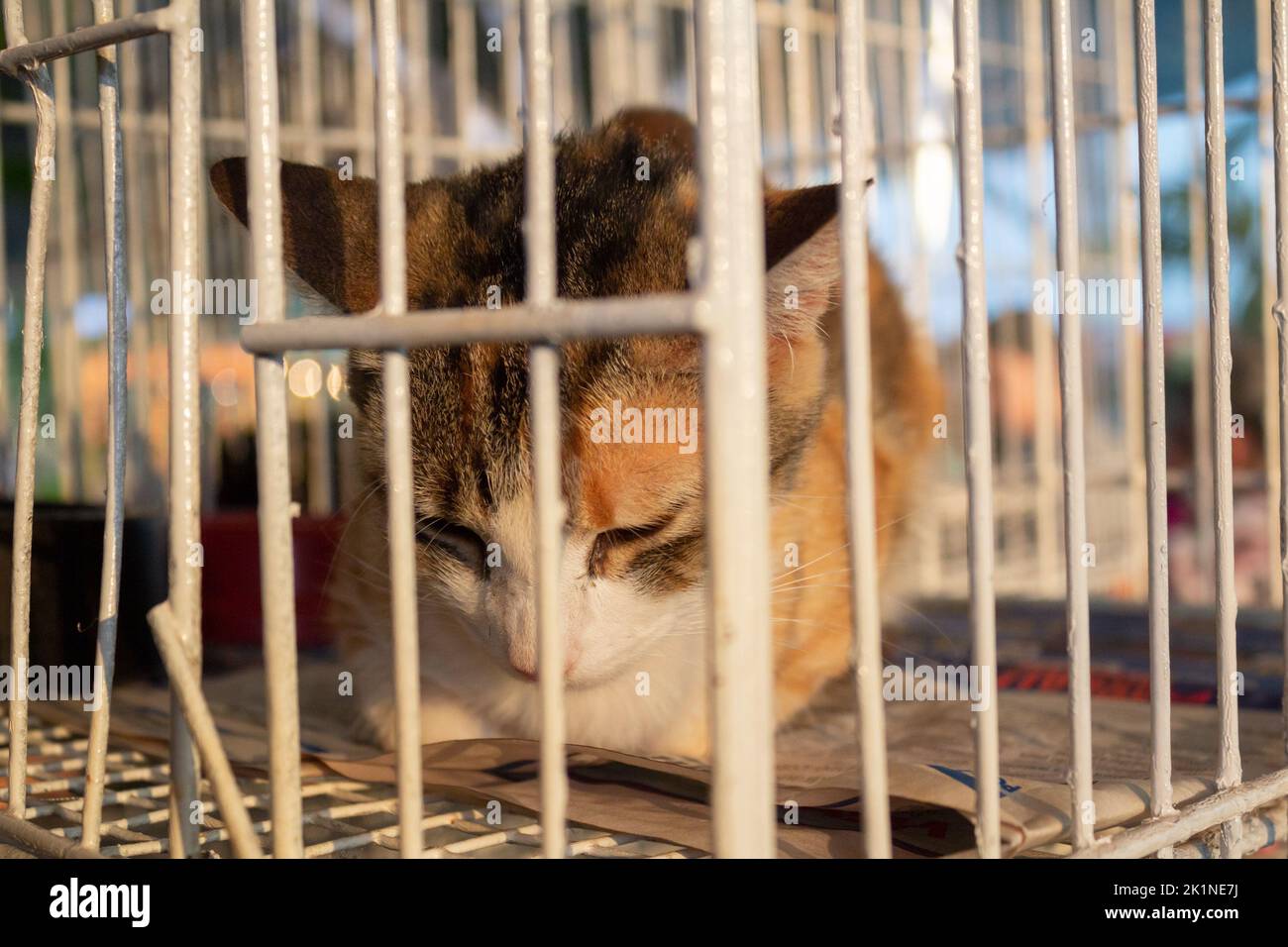Goiânia, Goias, Brazil – September 17, 2022: A sad tricolor female cat ...