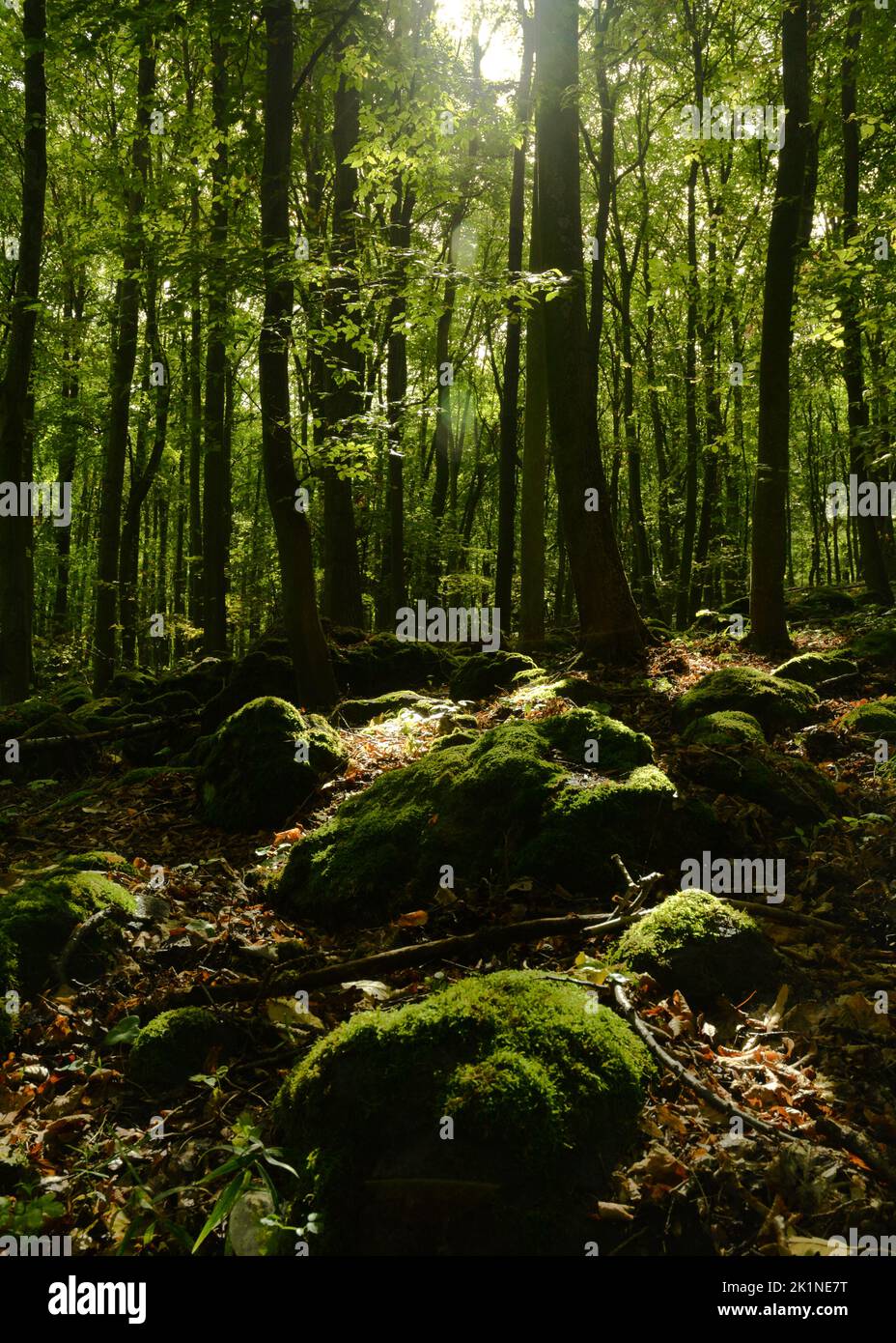 View facing the sunlight in a beautiful moss-covered forest facing ...