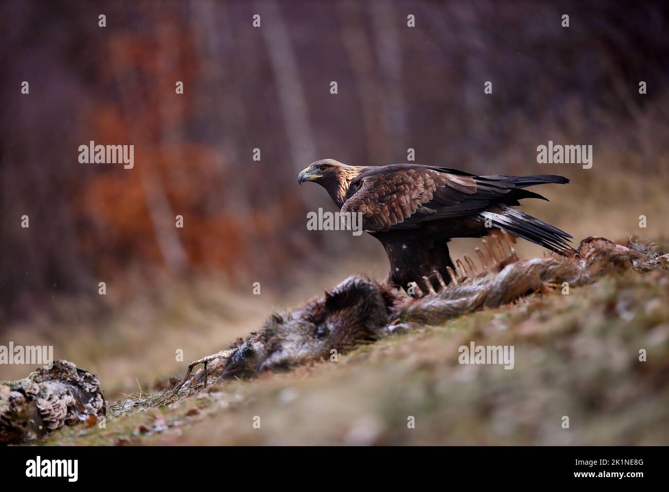 Golden eagle devouring killed prey on field in autumn Stock Photo - Alamy