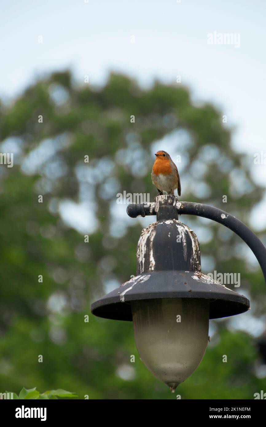 Robin design hi-res stock photography and images - Alamy