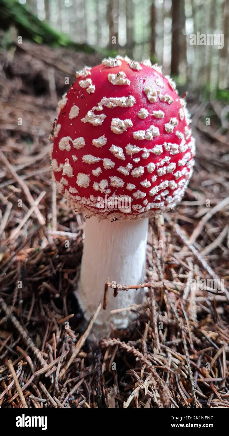 Fresh fly agaric mushroom, Amanita muscaria growing in the forest Stock ...