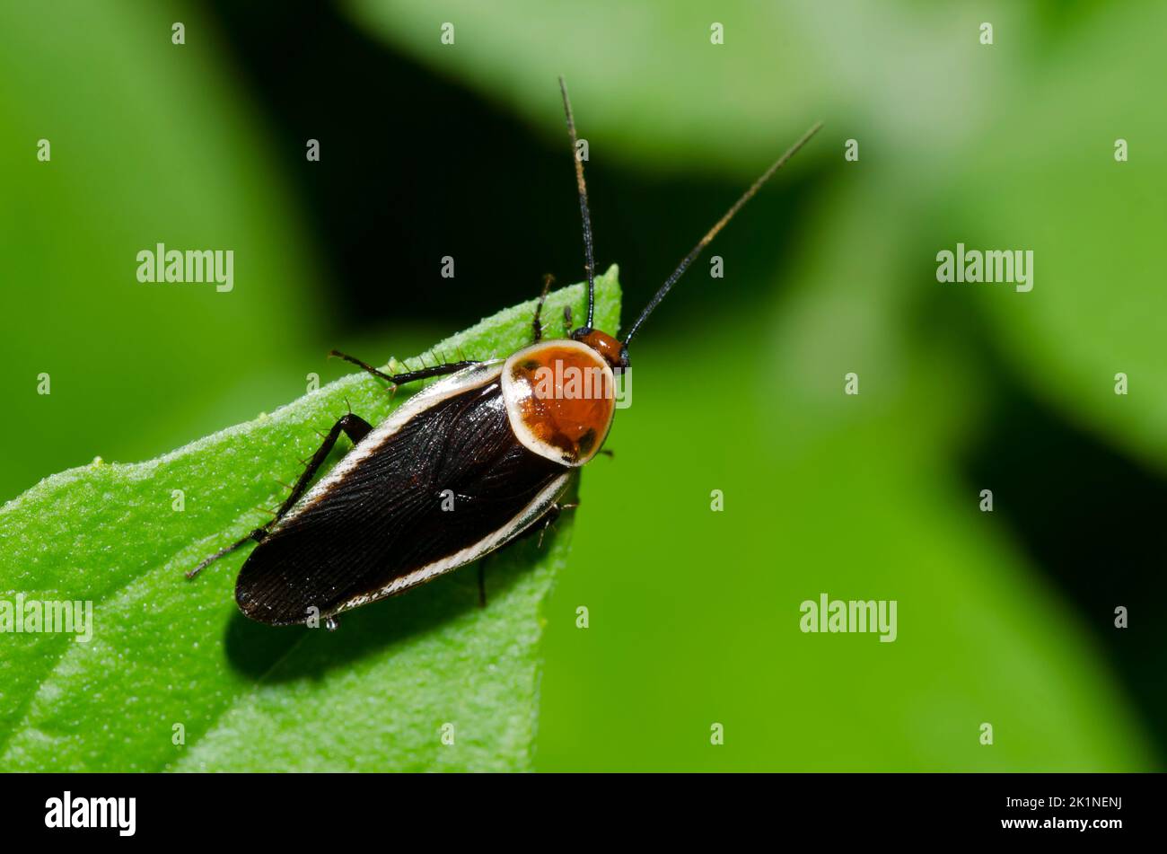 Pale Bordered Field Cockroach, Pseudomops septentrionalis Stock Photo ...