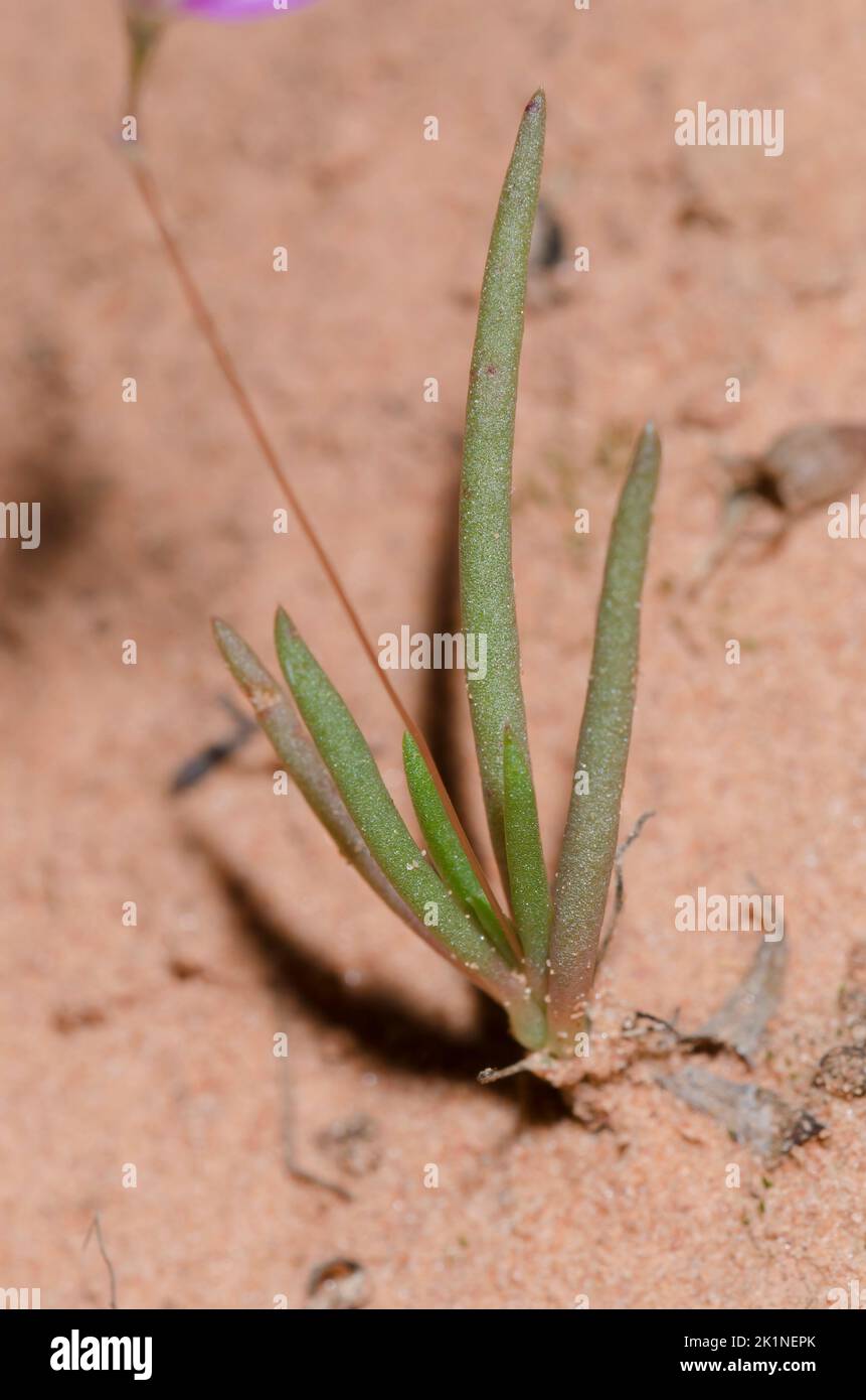 Sunbright, Phemeranthus parviflorus, base of plant Stock Photo - Alamy