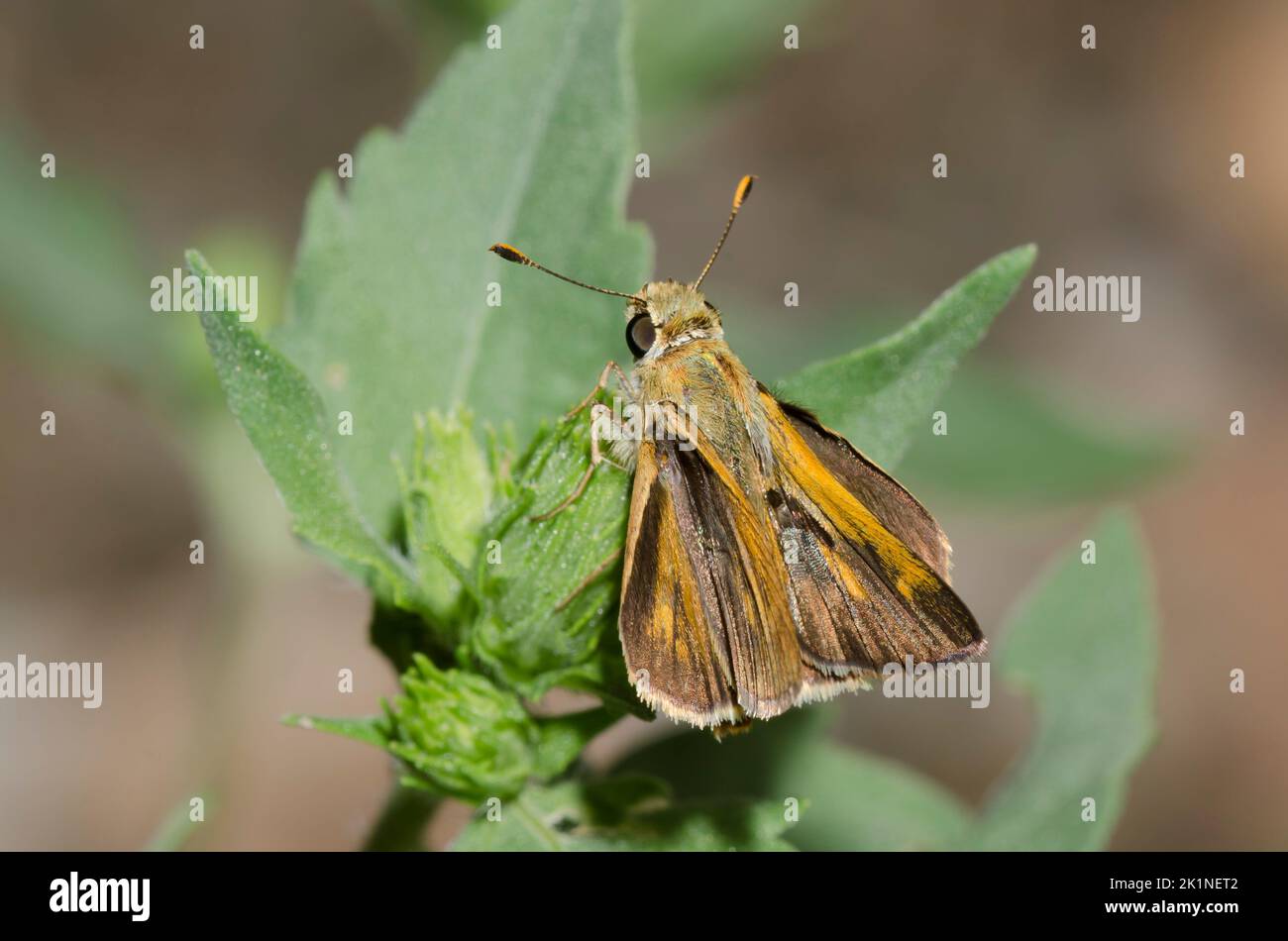 Southern Broken-dash, Polites otho, male Stock Photo - Alamy