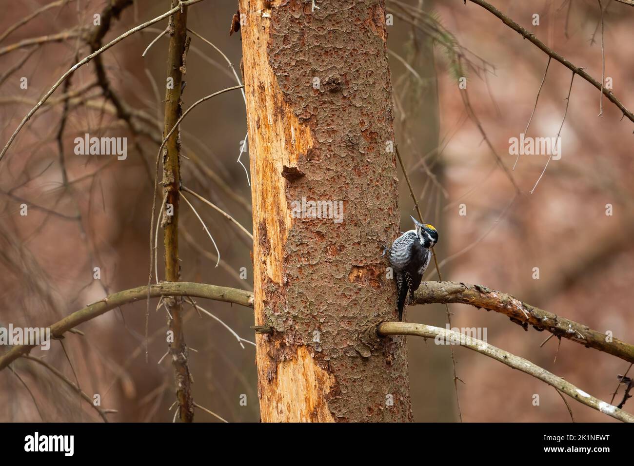 Eurasian three-toed woodpecker climbing old tree in coniferous forest ...