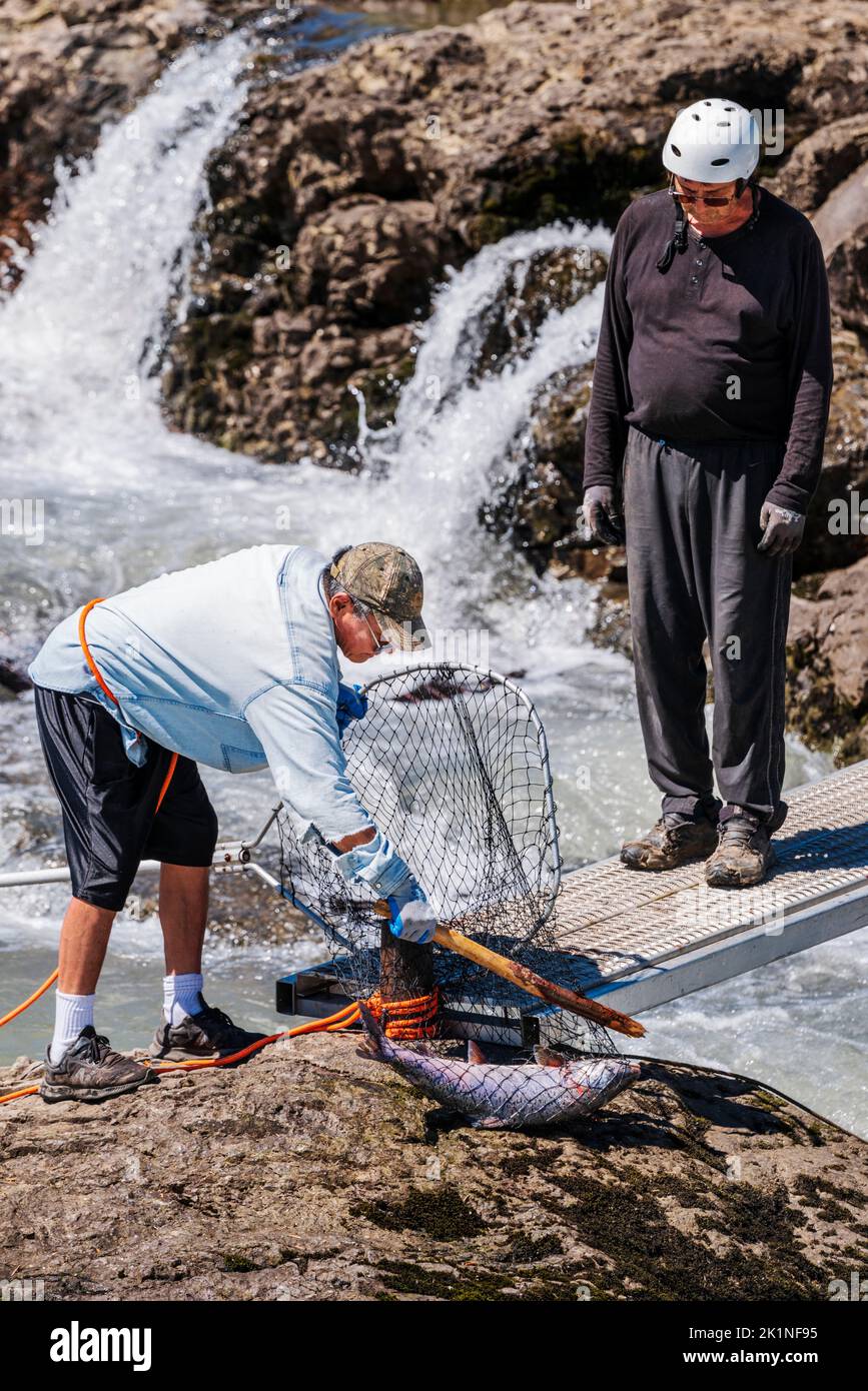 First Nation; Wet’suwet’en; indigenous men dip net fishing for spawning ...