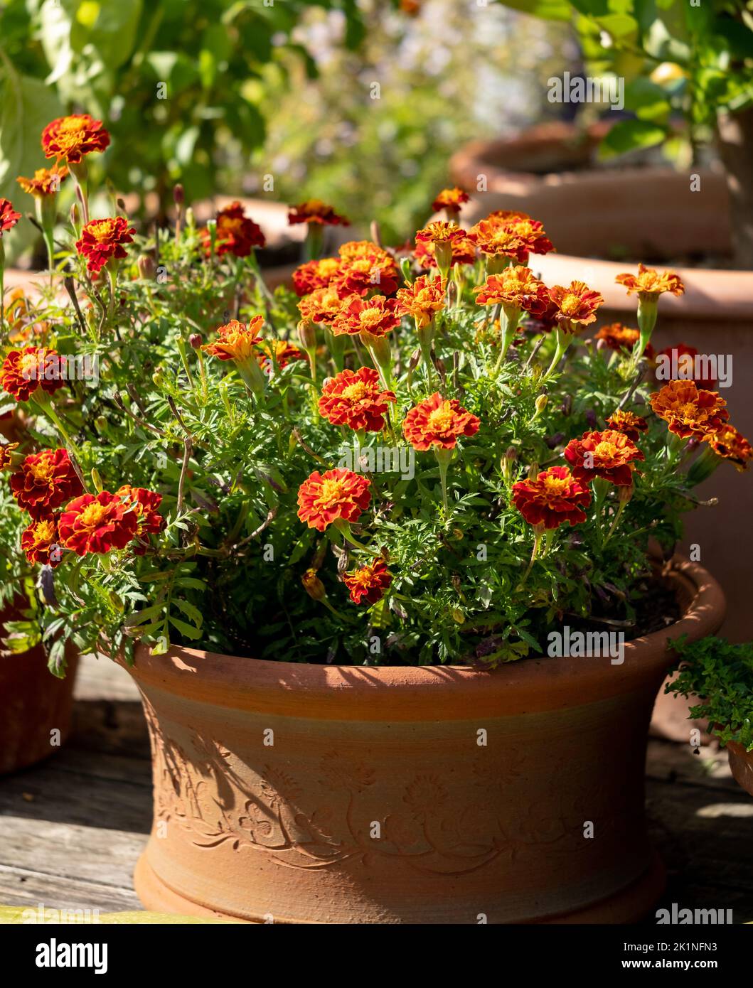 Brightly coloured yellow and orange marigold flowers growing in ...