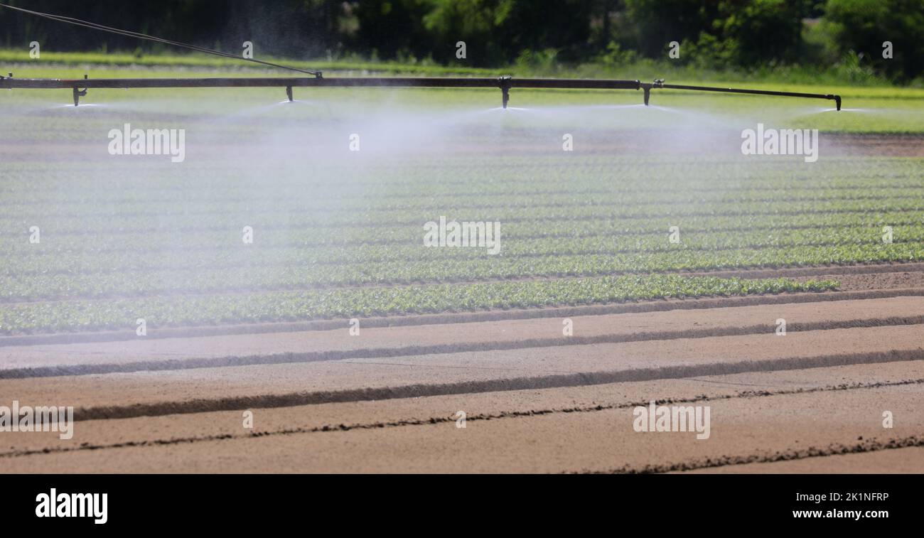 automatic irrigation system on the cultivated field to give water to ...