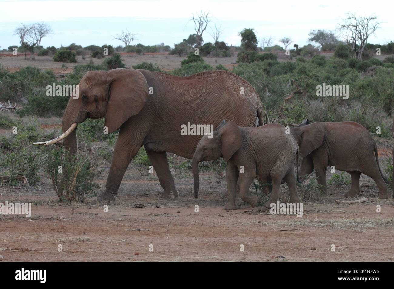 Tsavo, Kenya. 24th Aug, 2022. An adult elephant and two young elephants ...